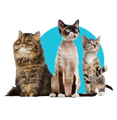 10 najpiękniejszych ras kotów